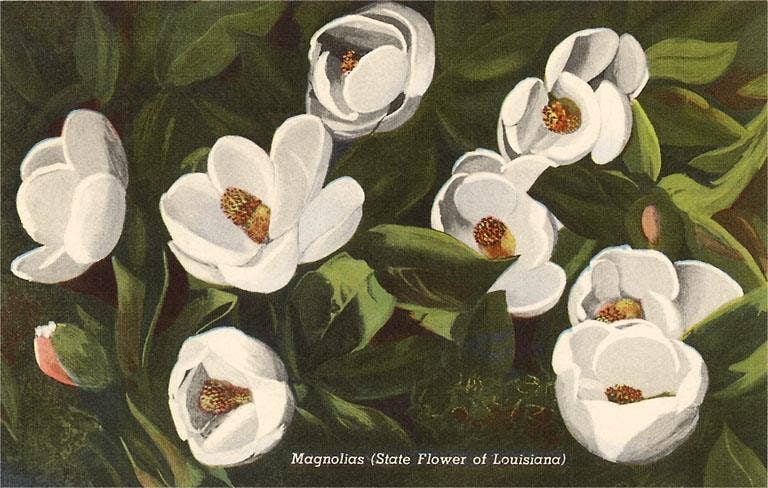 Magnet LU-148 Magnolia, State Flower of Louisiana – The Shop at The ...